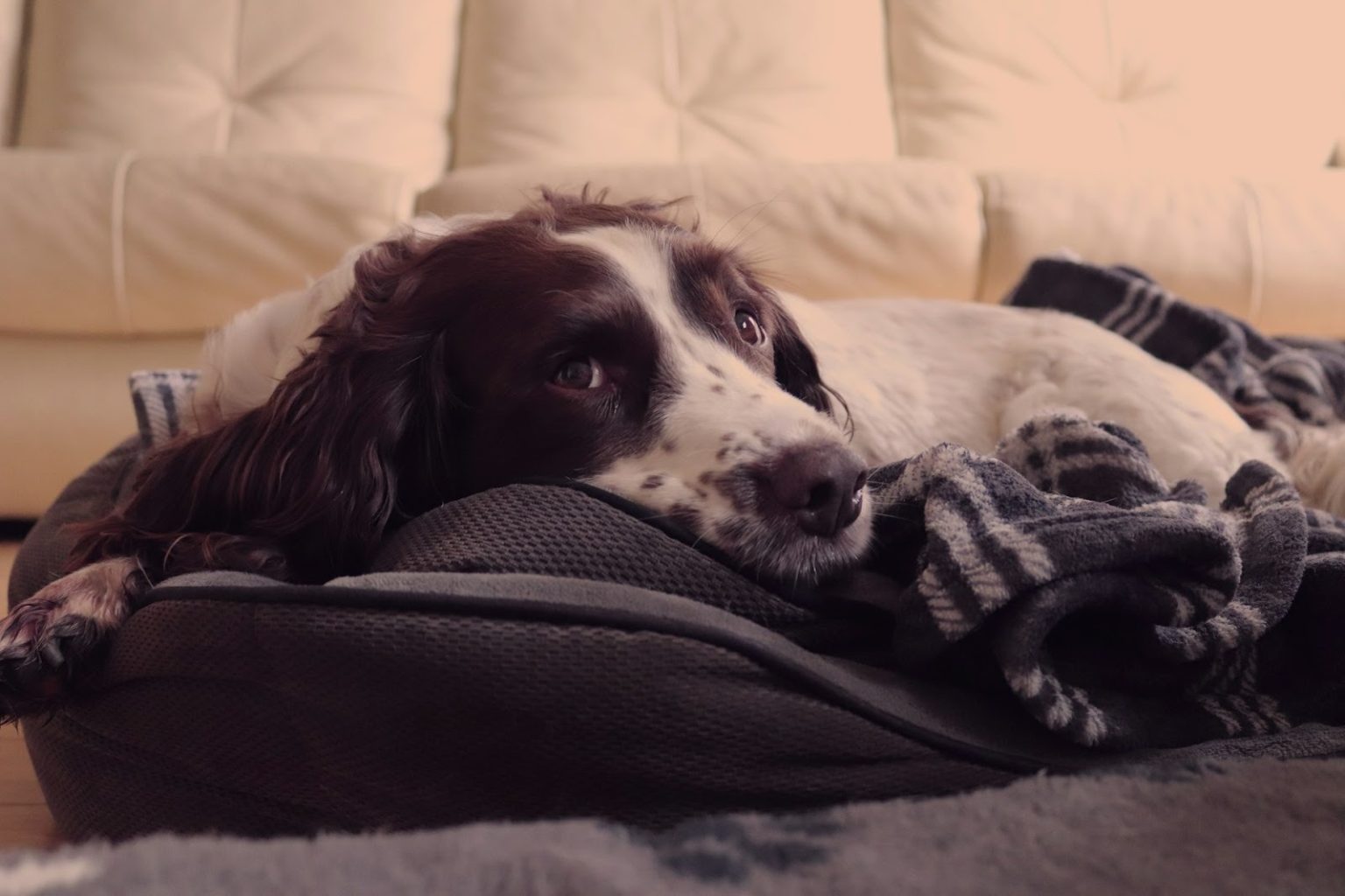 How to Prepare to Put Your Dog to Sleep | Hensol Vets